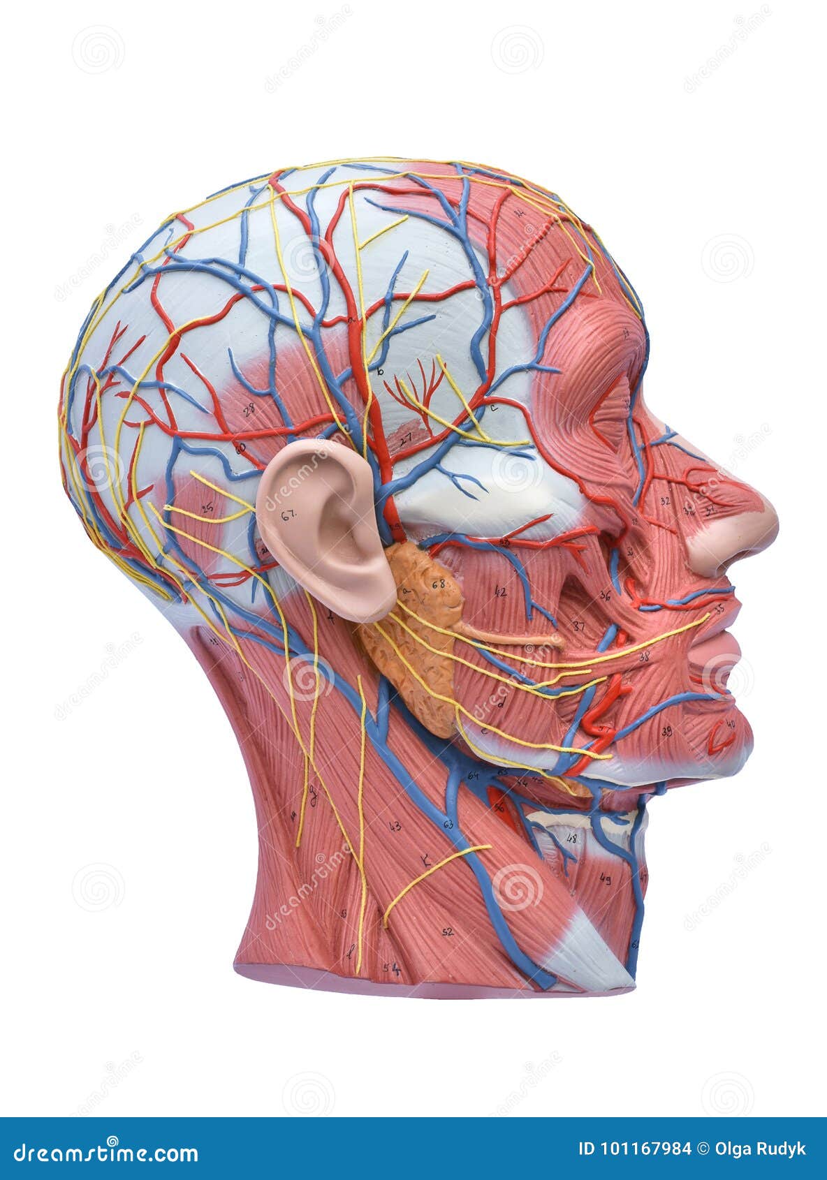 Head Of Human Resources Department. Man Bearded Serious Office ...