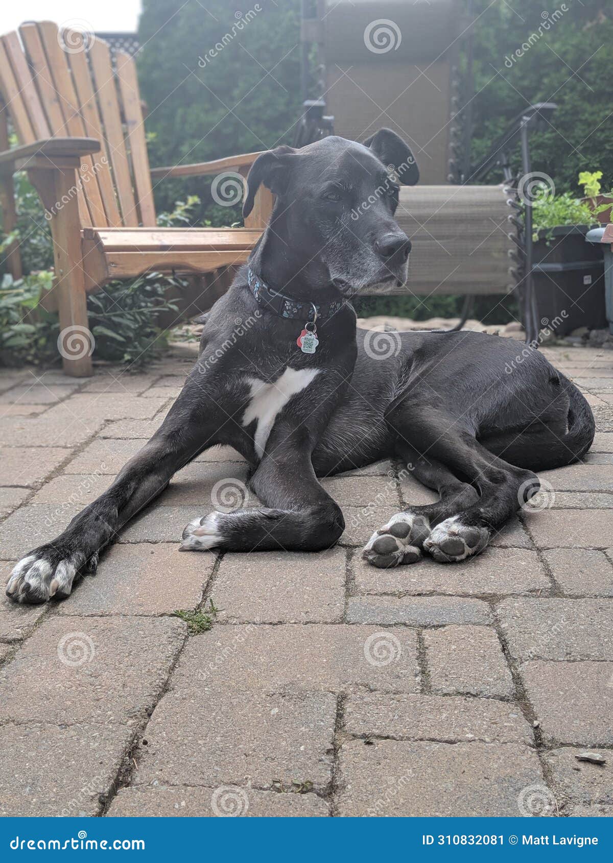 A Half Husky Half Great Dane Dog Lying on the Patio Stock Image - Image ...