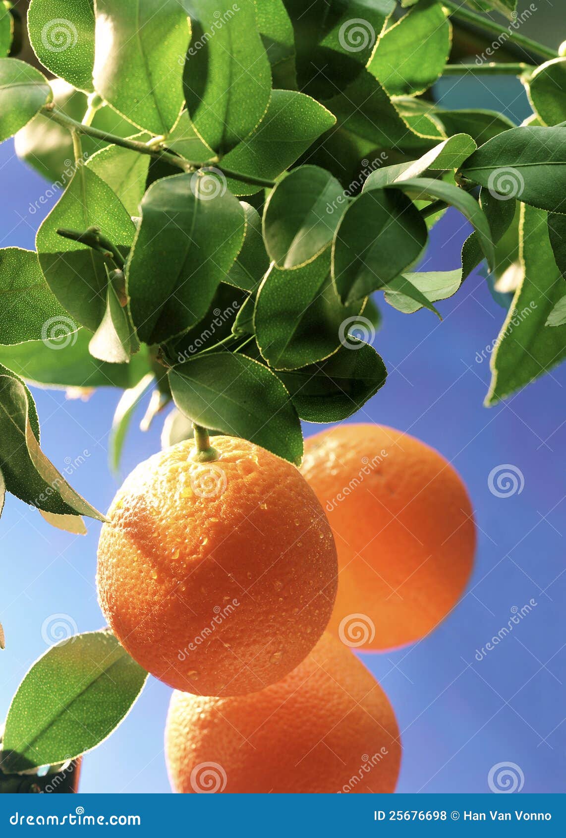 Half mango stock photo. Image of clementine, green, sweet - 25676698