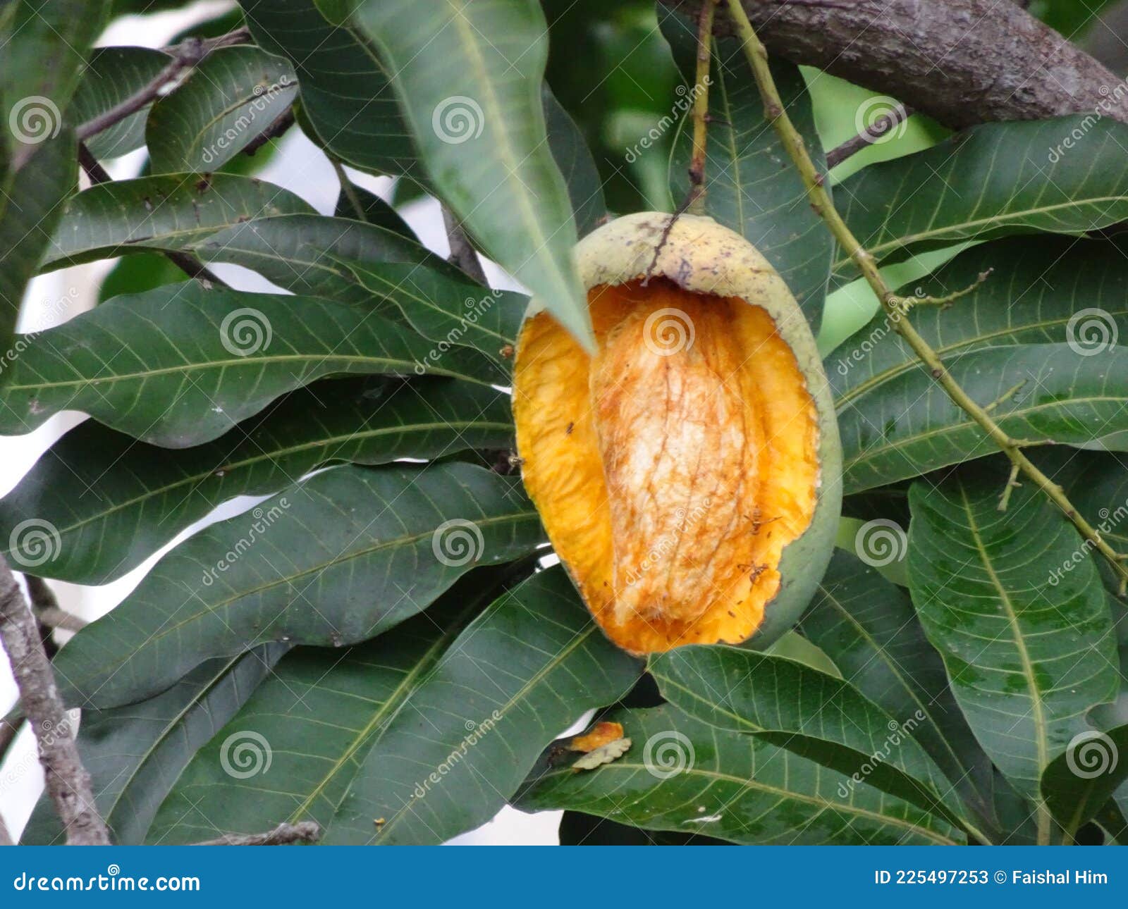 A half mango stock image. Image of berry, leaf, vegetable - 225497253