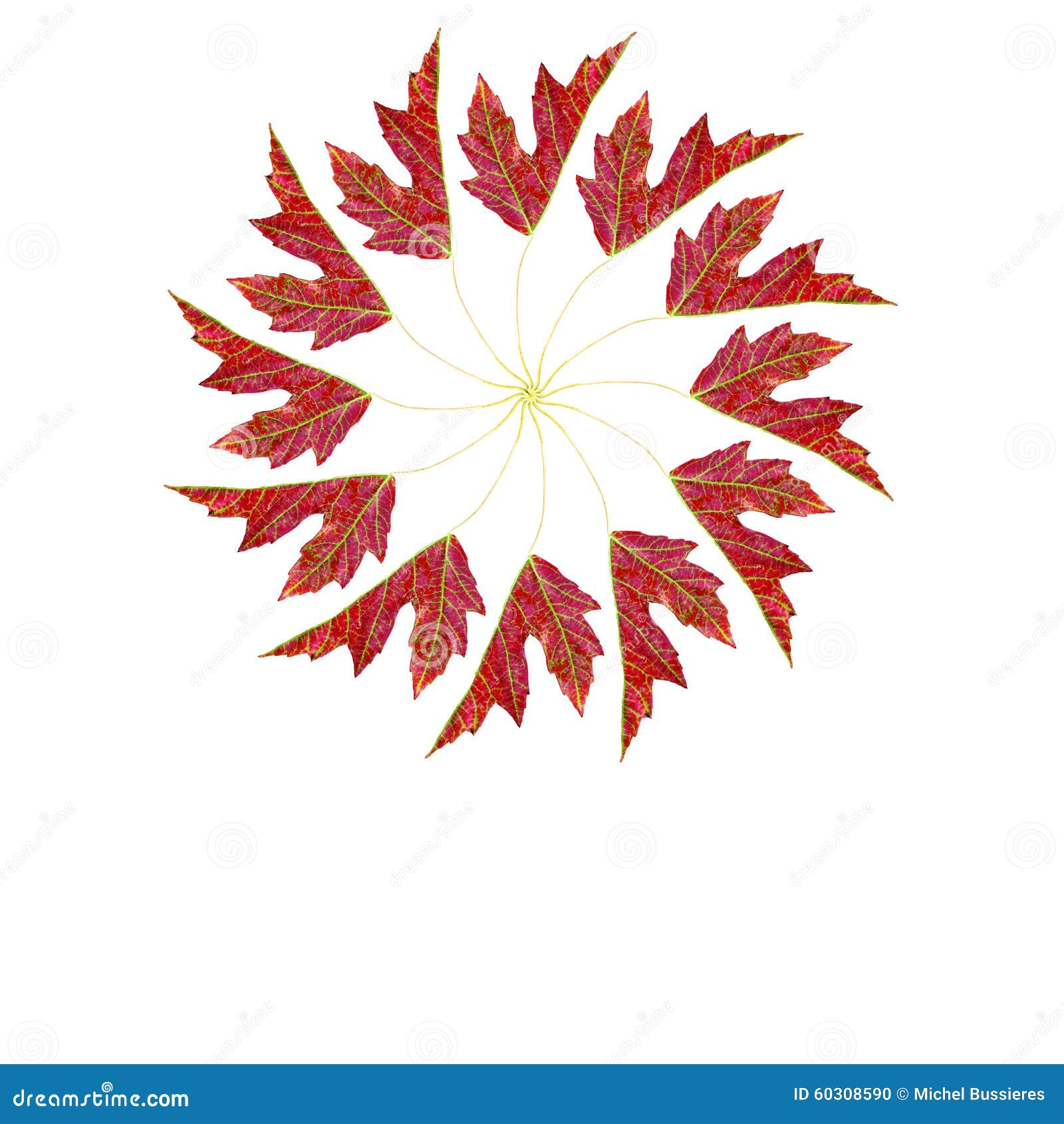Half Maple leaves stock illustration. Illustration of green - 60308590
