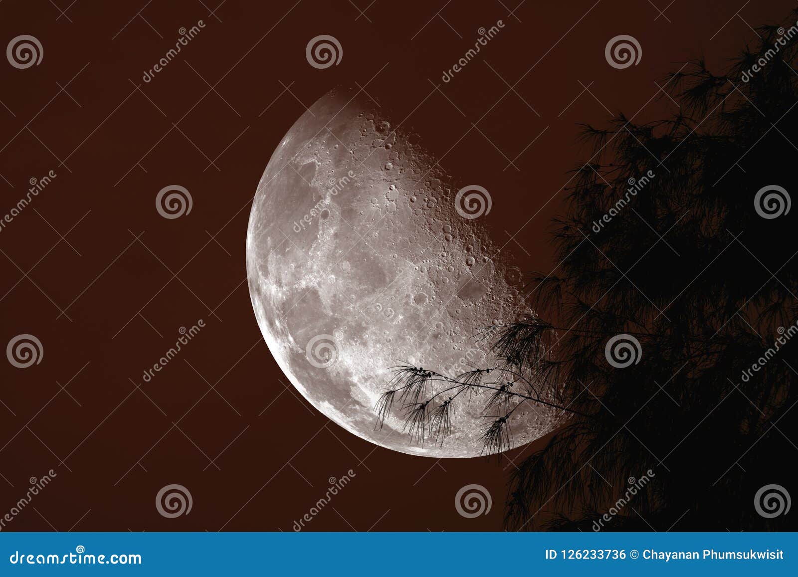 Half Moon Back Silhouette Tree Night Red Sky Stock Photo - Image of ...