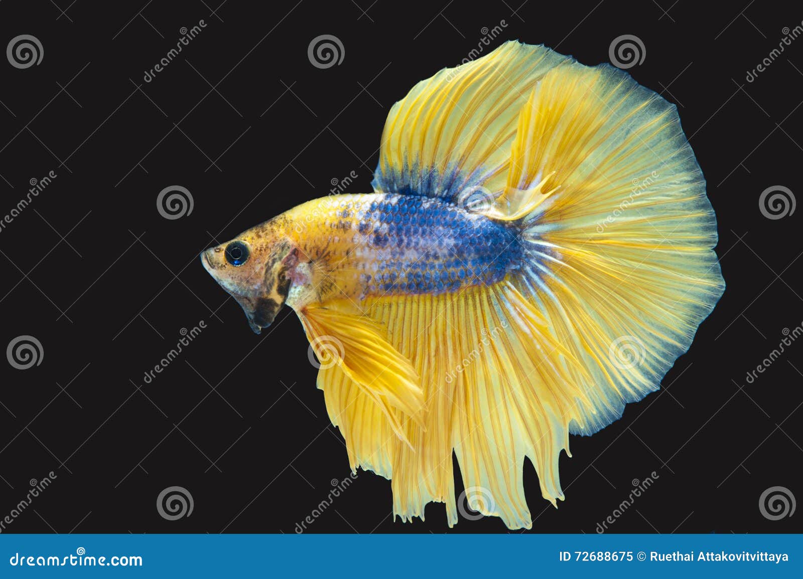 Half moon betta fish stock image. Image of moon, black - 72688675