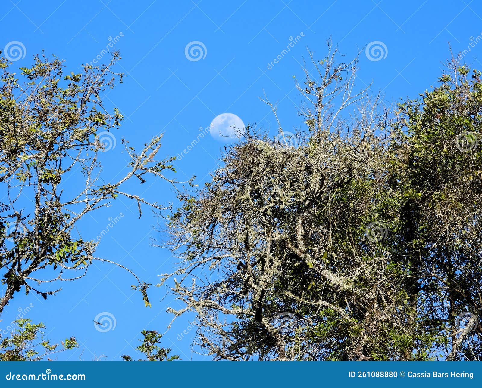 Half moon during the day stock photo. Image of biodiversity - 261088880