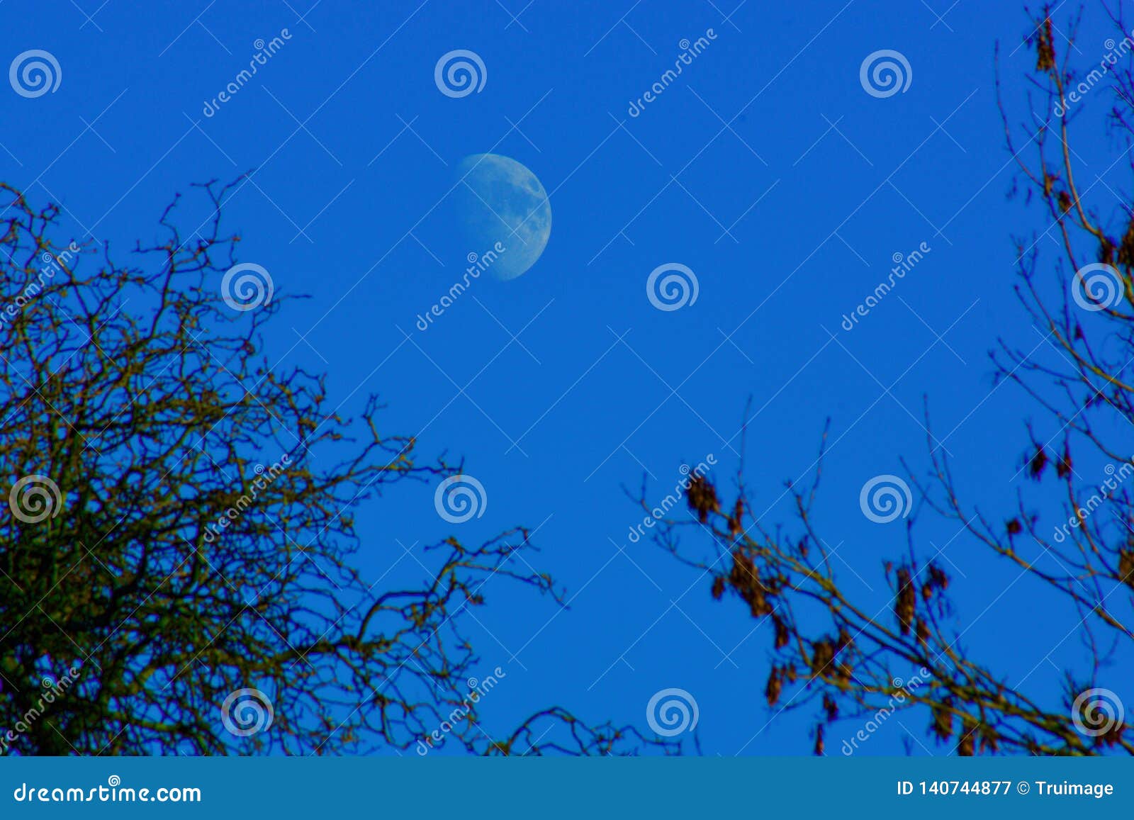 Half-moon in Its Waxing Phase Stock Image - Image of coast, branches ...
