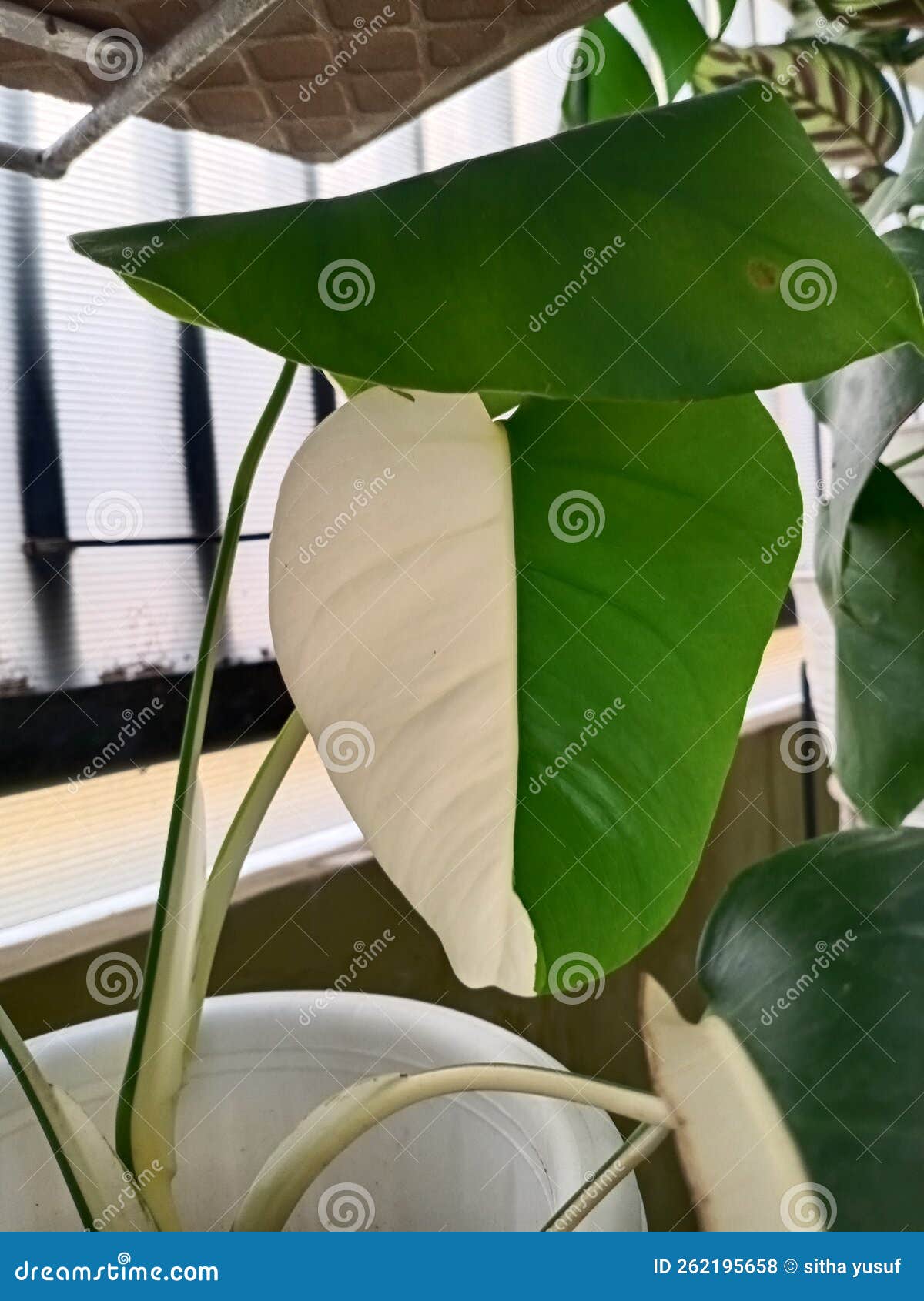 Moon Leaf Monvar Stock Photos - Free & Royalty-Free Stock Photos from ...