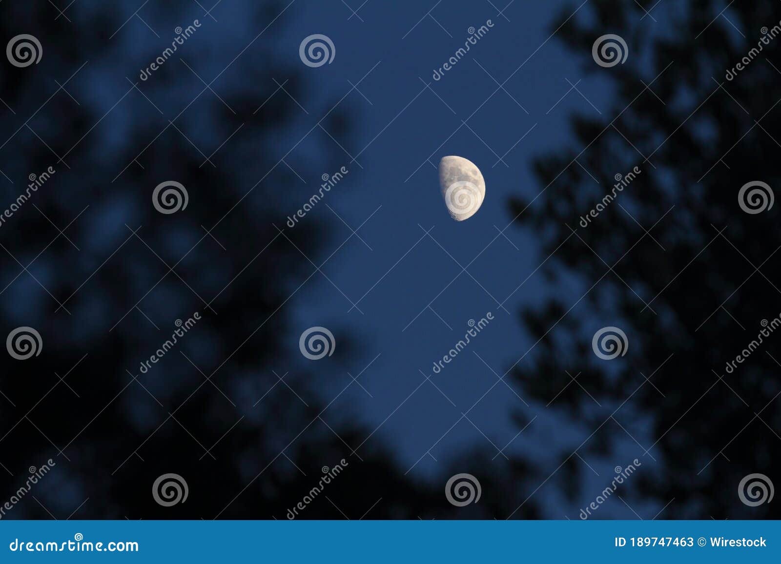 Half Moon in the Night Sky with the Branches of Trees in the Foreground ...