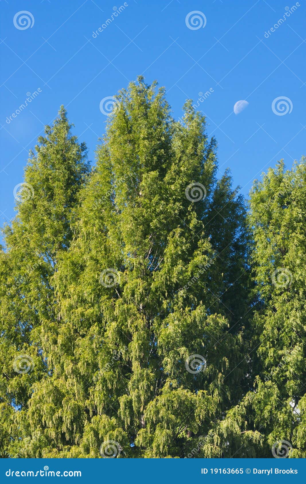 Half Moon Over Cypress Trees Stock Image - Image of green, evergreen ...