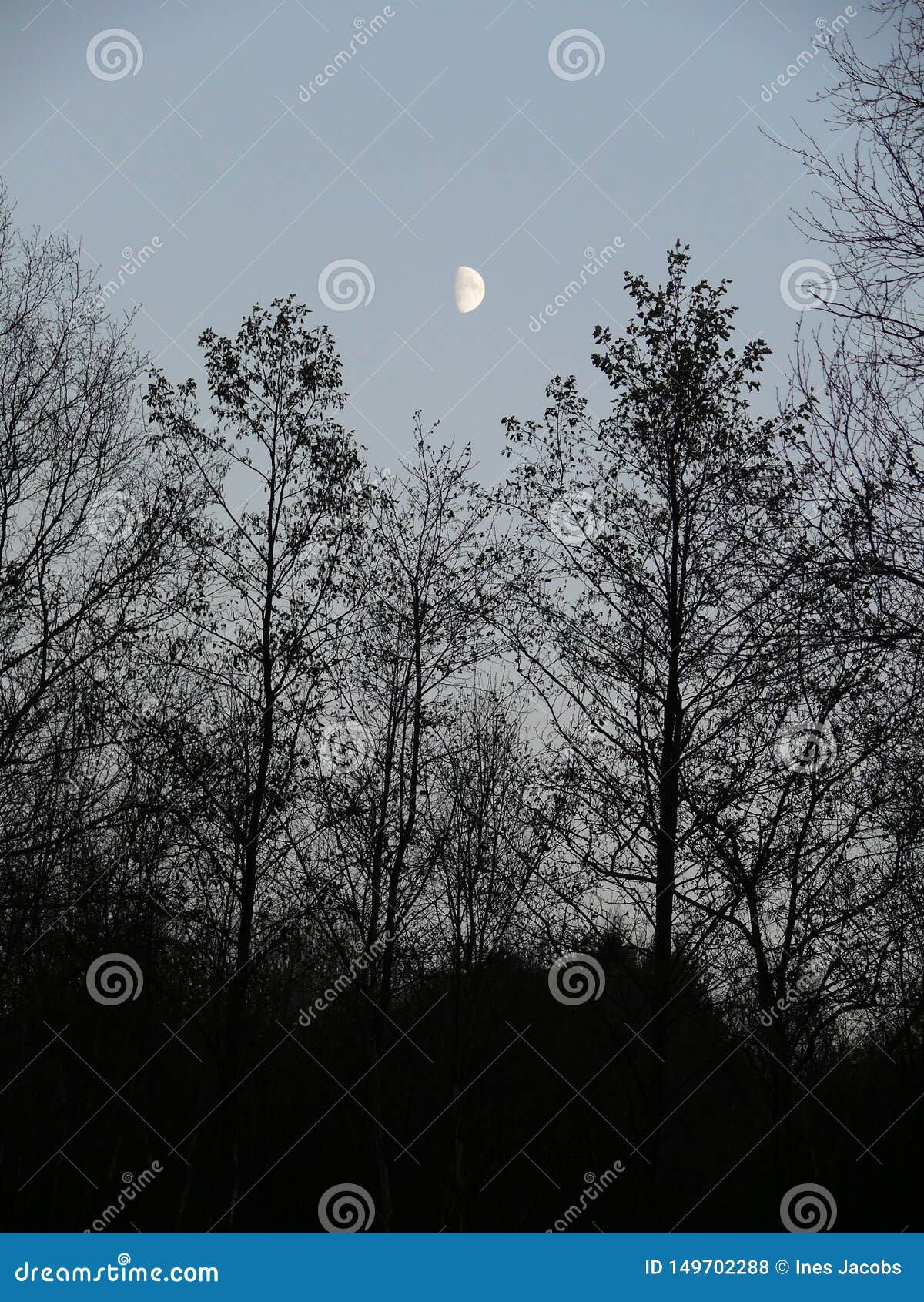 Half moon over trees stock photo. Image of trees, white - 149702288