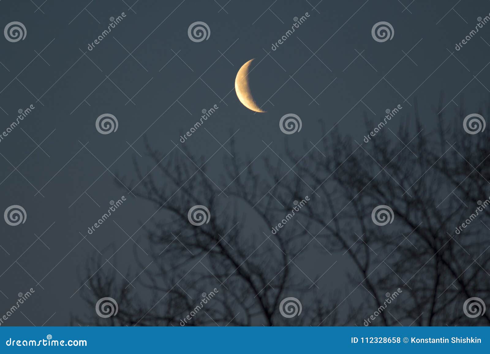 Half Moon Shining through the Branches of Tree Stock Photo - Image of ...