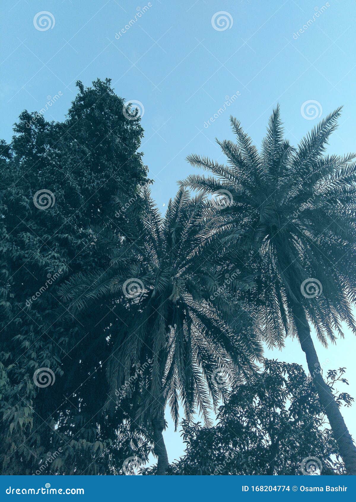 Half Moon Shining between Trees Stock Photo - Image of three, mango ...