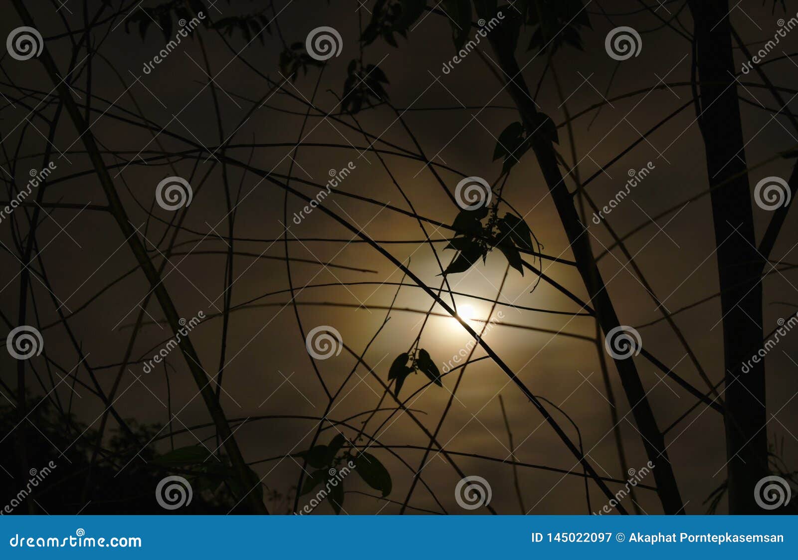 Half Moon Spreading Light Behind Tree Branch in Night Stock Image ...