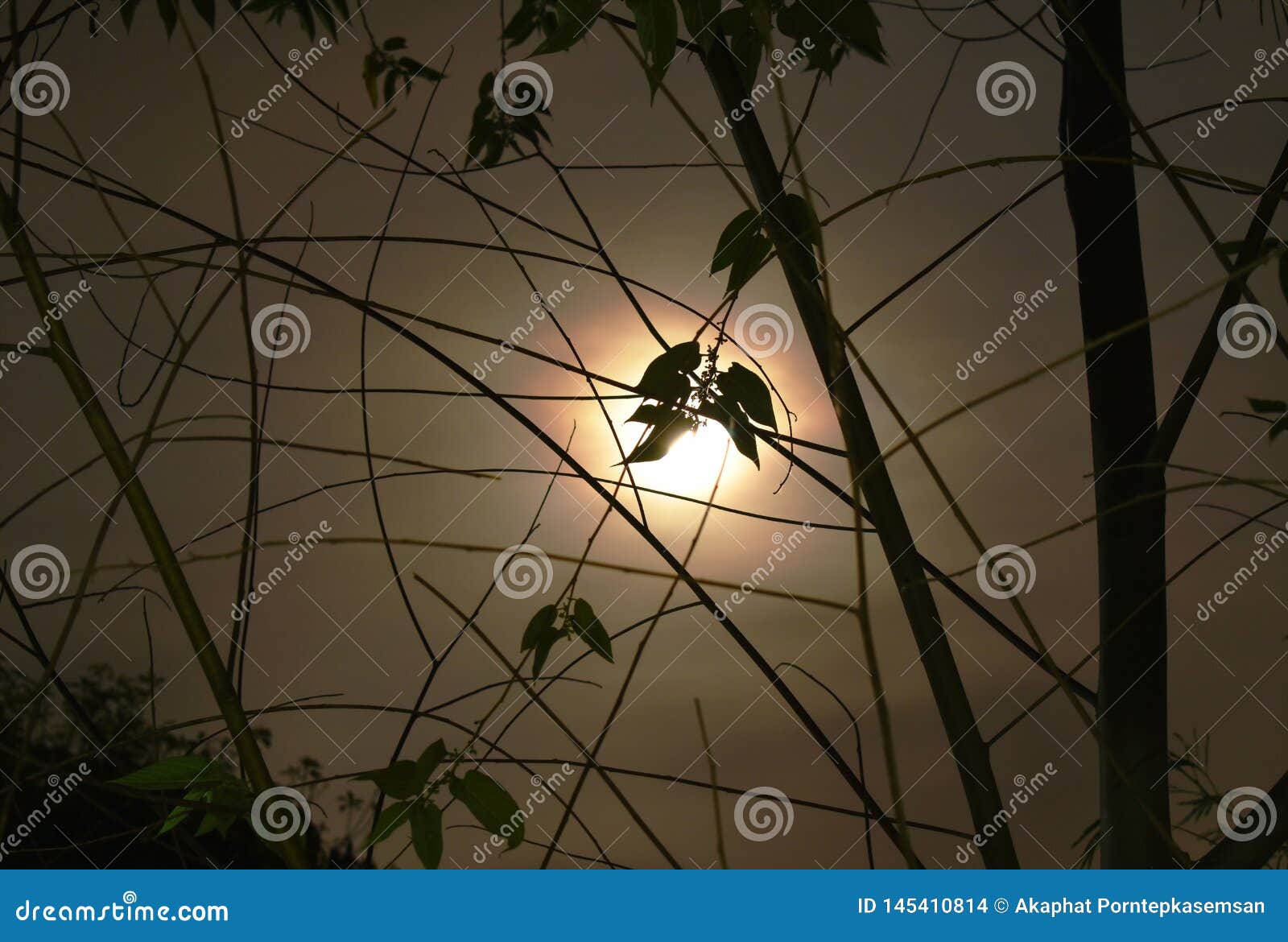 Half Moon Spreading Light Behind Tree Branch in Night Stock Photo ...