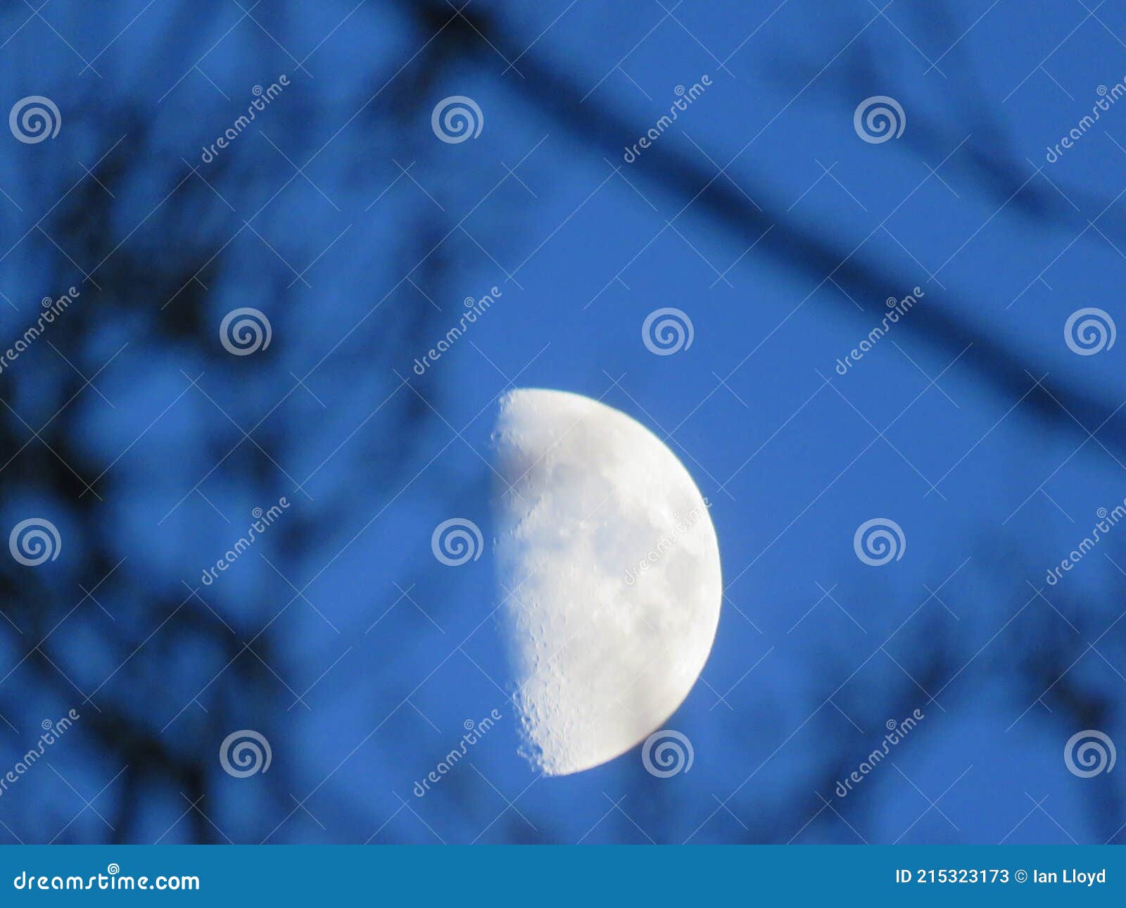 The Half Moon through the Trees Branches Stock Image - Image of ...
