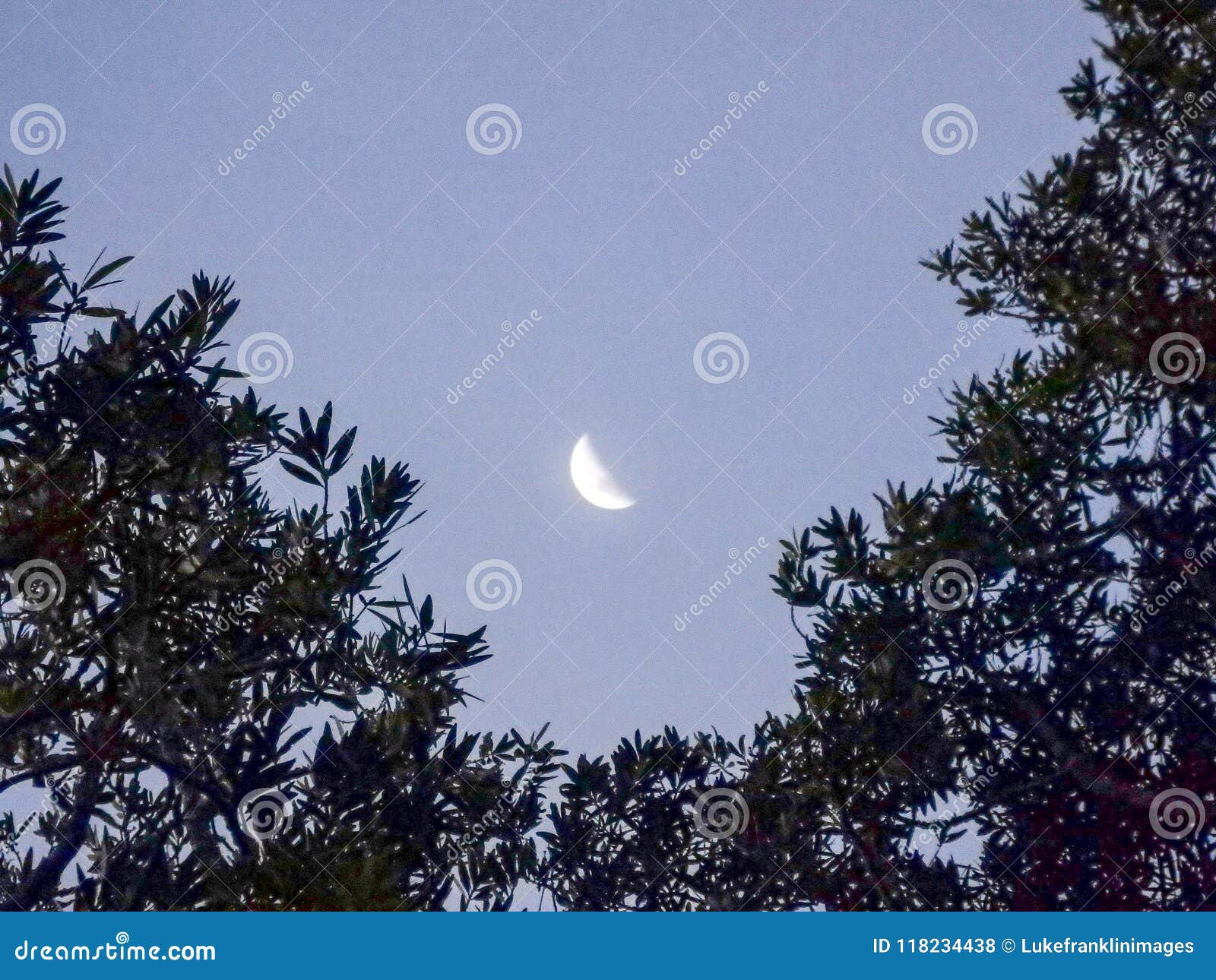 Half Moon Trees Silhouette stock photo. Image of silhouette - 118234438