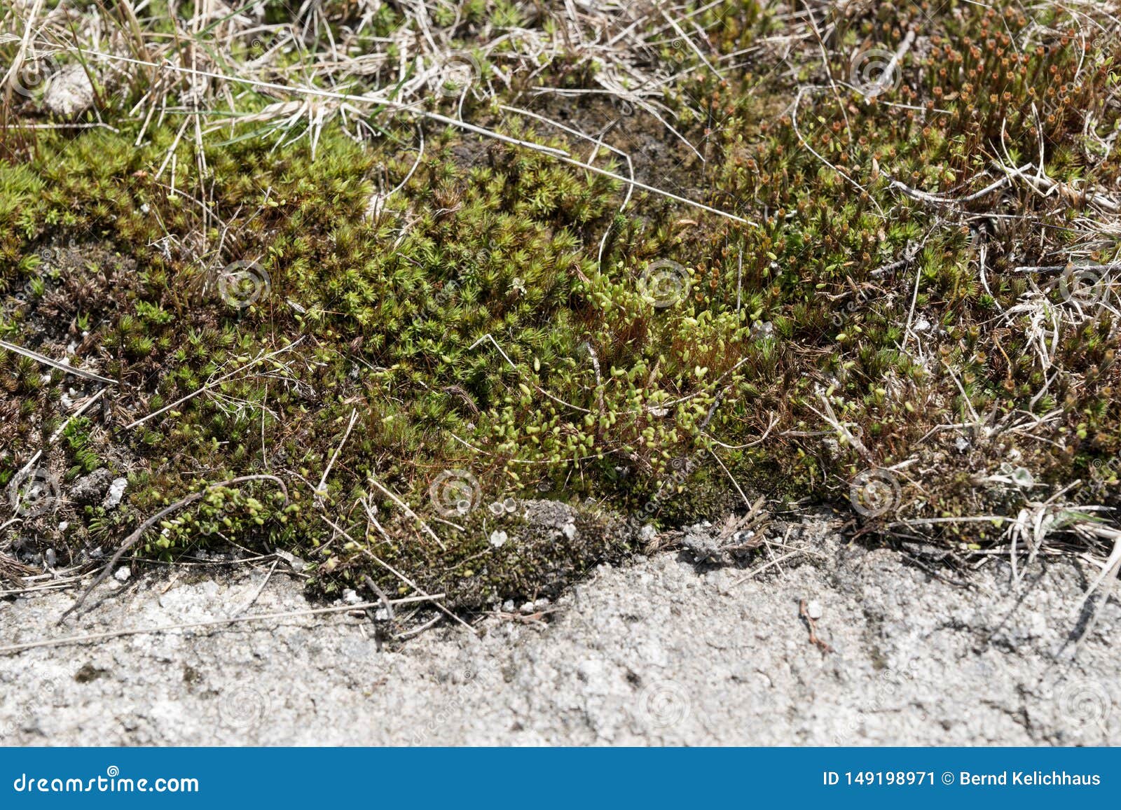 Half Moss, Half Stone. Natural Background Stock Image - Image of ...