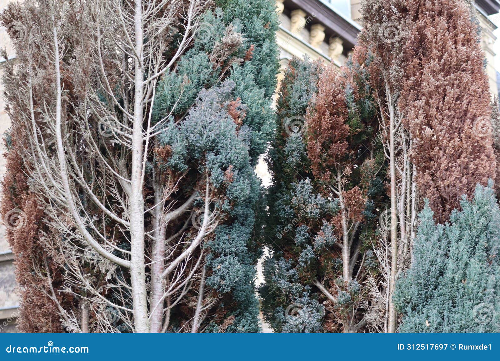 A Columnar Juniper Tree Or Shrub Of Higher But Narrow Stature. Grows ...