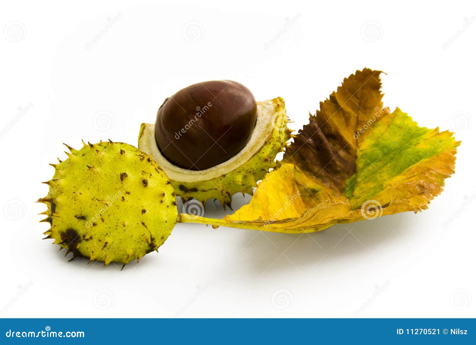 Half Open Chestnut with Autumnal Leaf Stock Image - Image of crack ...
