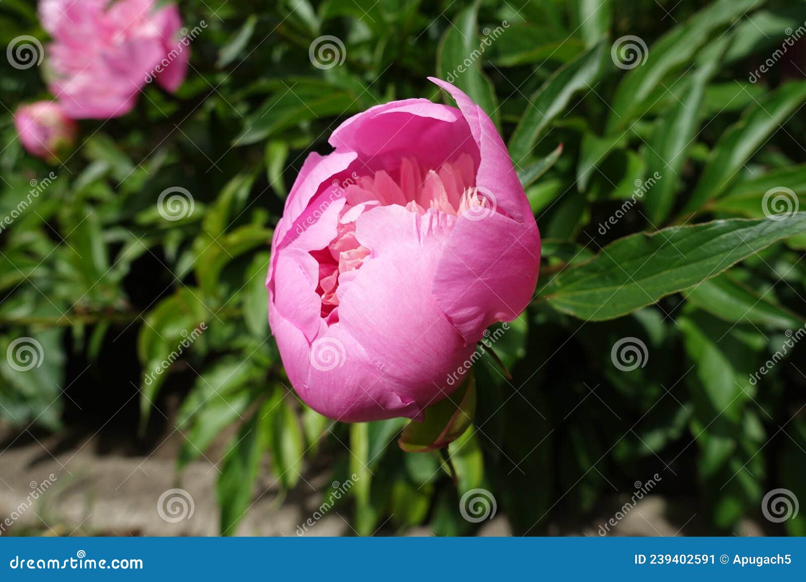 Half Open Flower Bud of Pink Peony in May Stock Image - Image of flora ...