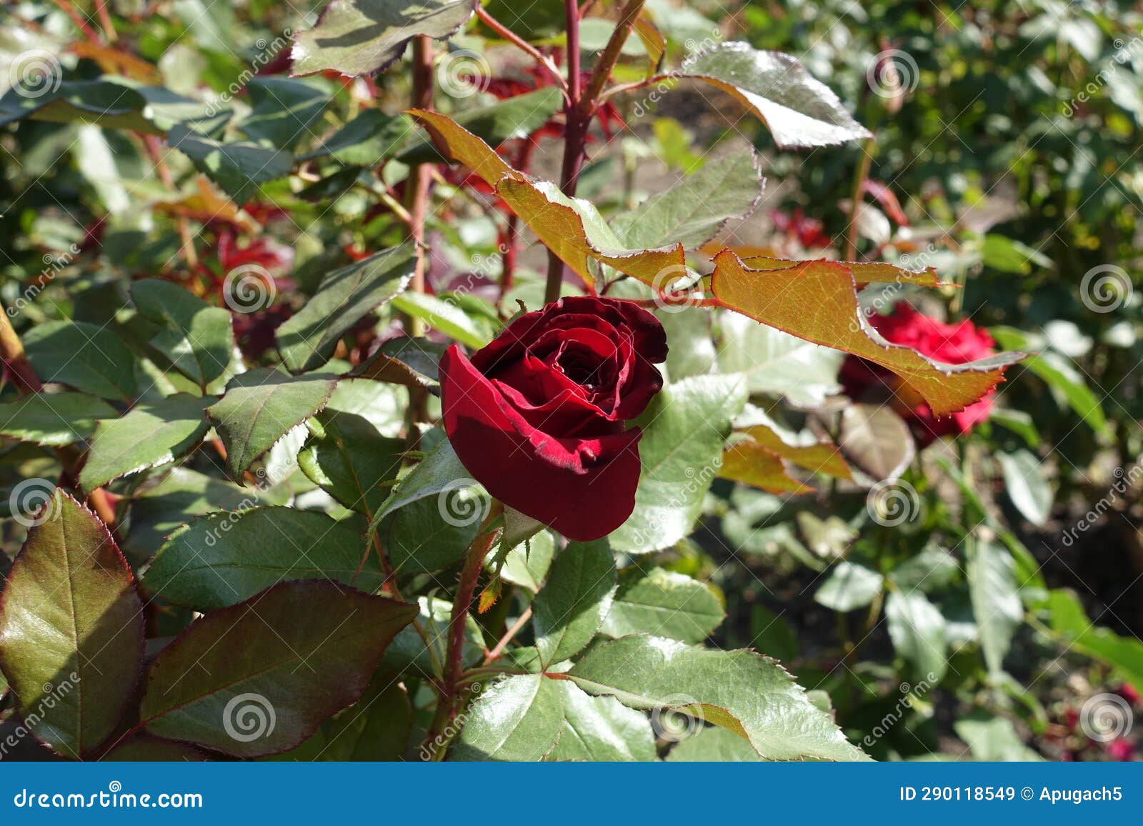 Half-open Flower of One Dark Red Rose in September Stock Image - Image ...