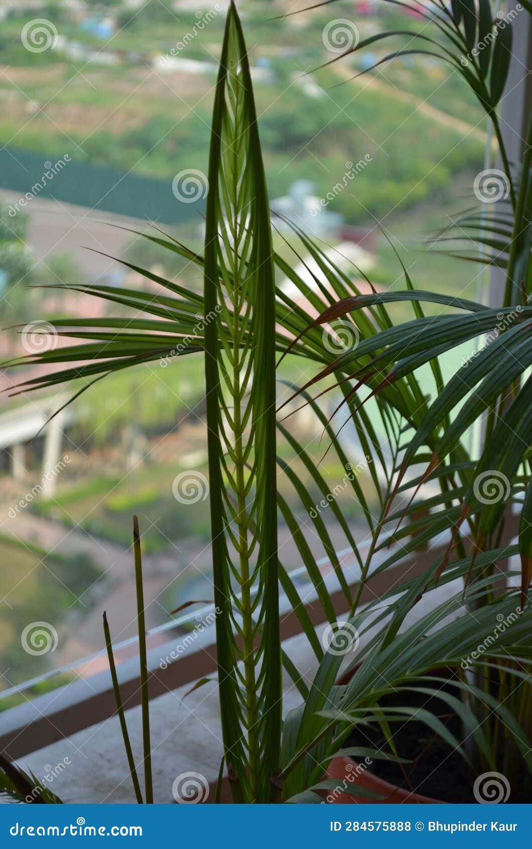 Half Open Leaf of Areca Palm Planted in a Pot. Beautiful Pattern ...