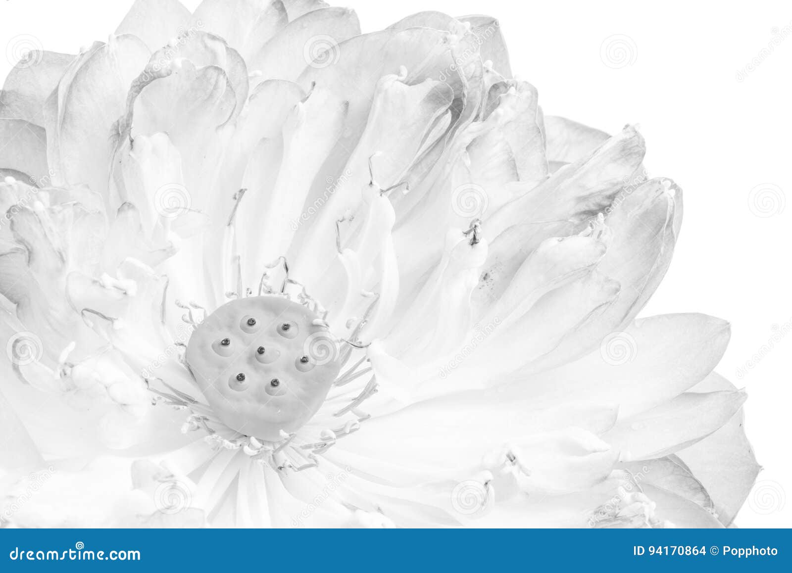 A Half of Open Lotus Flower Stock Photo - Image of serene, blossom ...