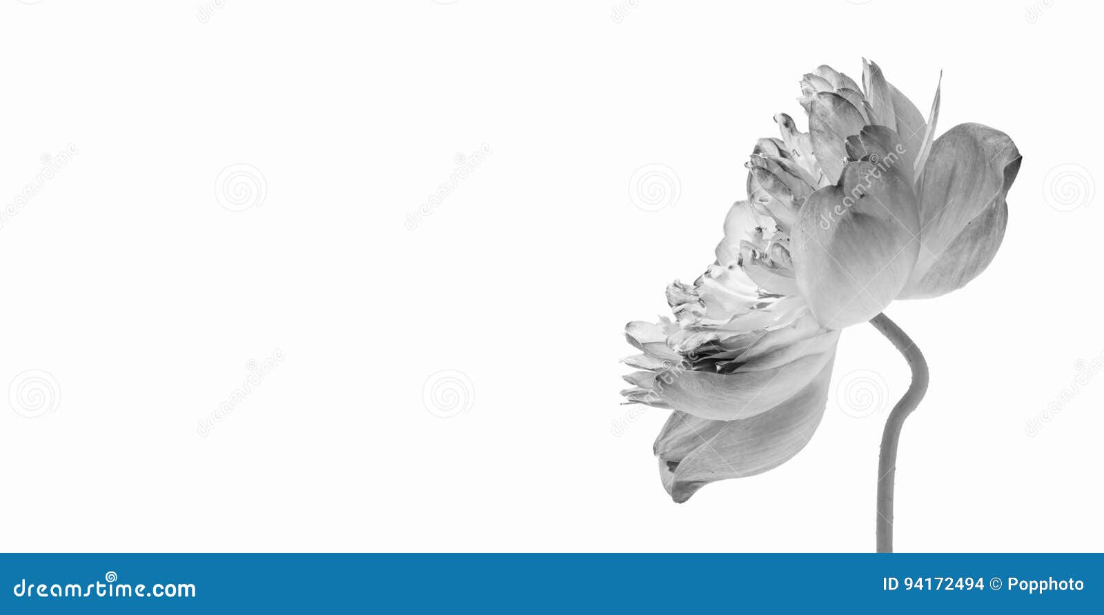 A Half of Open Lotus Flower Stock Photo - Image of exotic, thailand ...