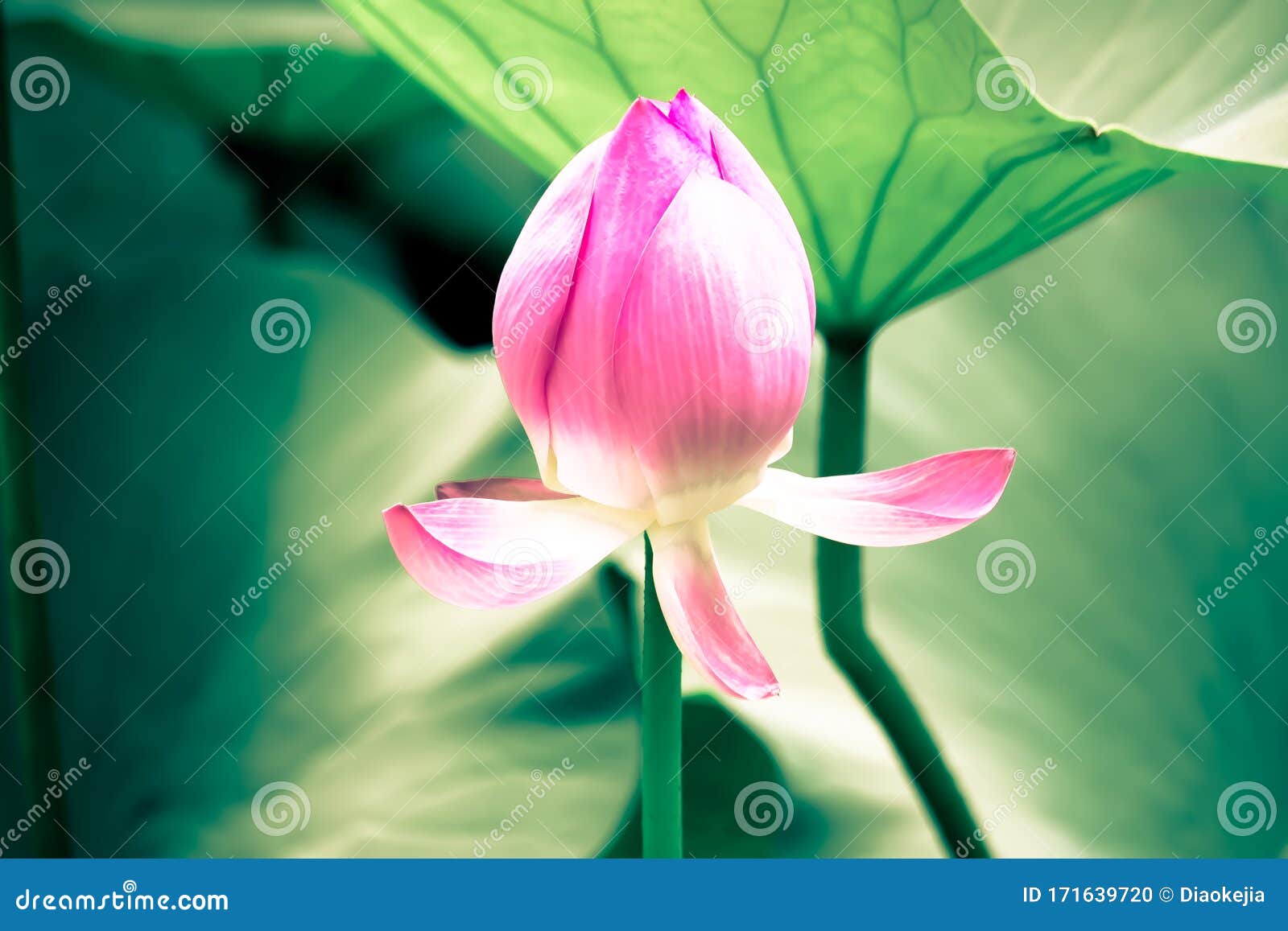 Half-open lotus stock photo. Image of botanical, lake - 171639720