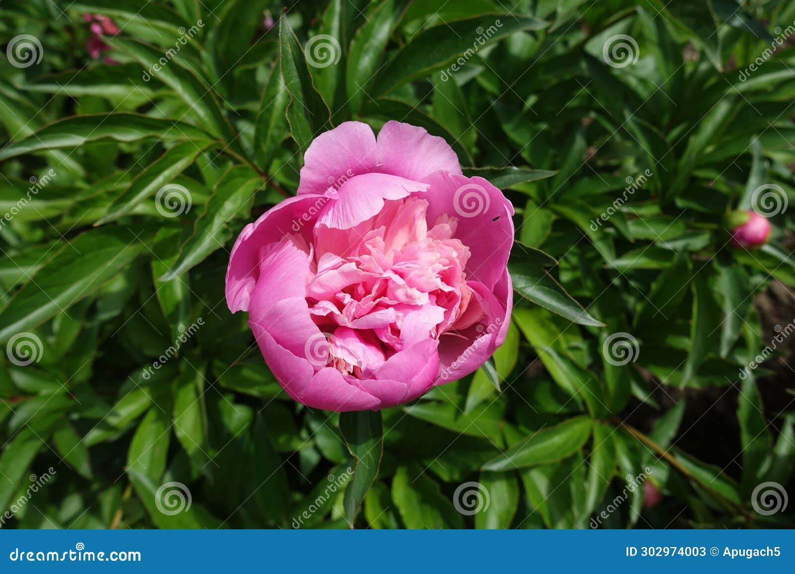Half Open Pink Flower of Peony in Mid June Stock Image - Image of bloom ...