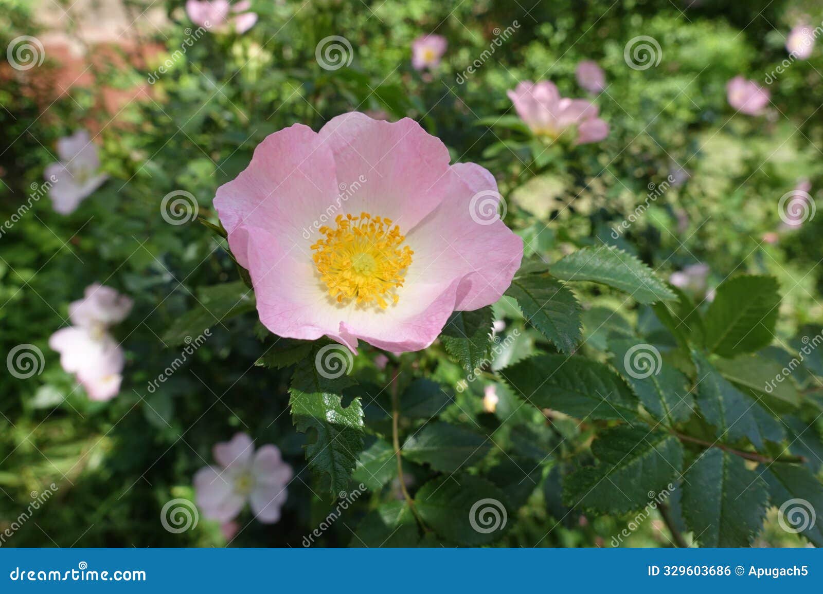 Half Open Pink Flowers of Dog Rose in May Stock Photo - Image of flora ...