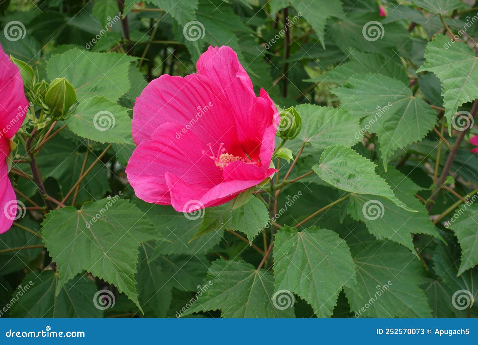 Half Open Ruby Red Flower of Hibiscus Moscheutos in August Stock Image ...