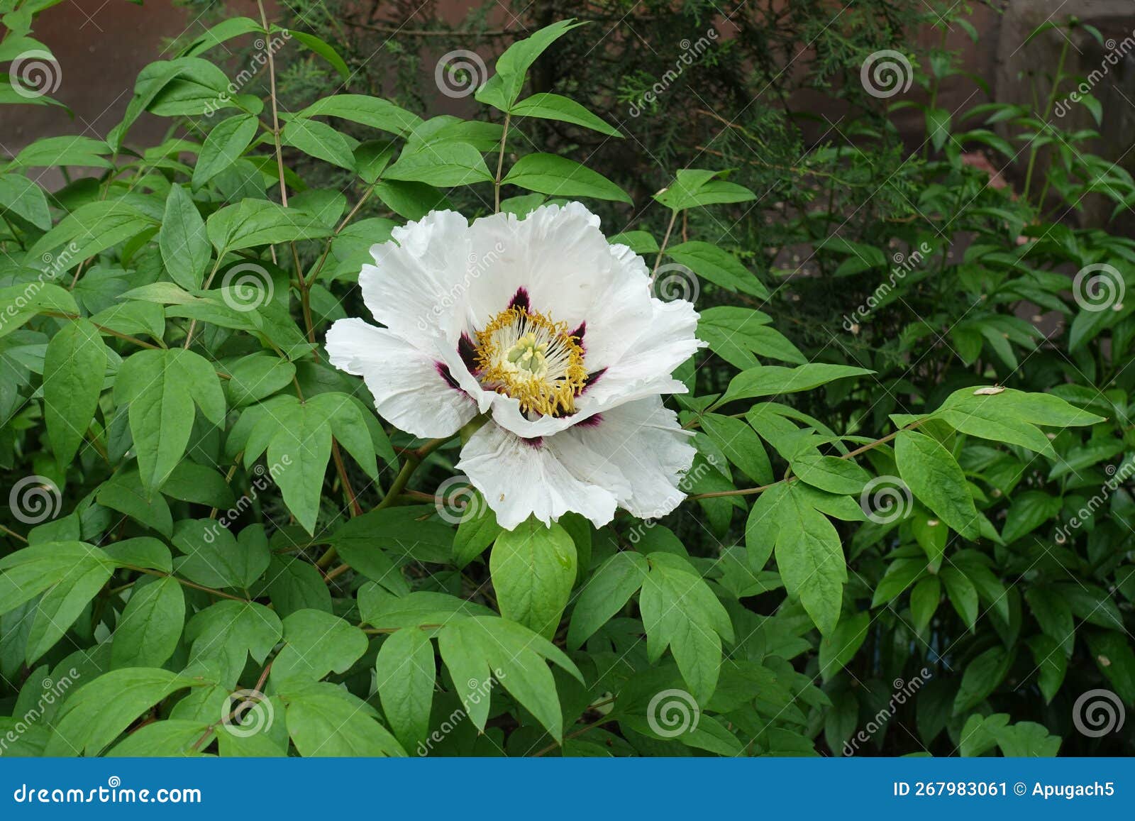 Half-open White Flower of Tree Peony in May Stock Image - Image of bush ...
