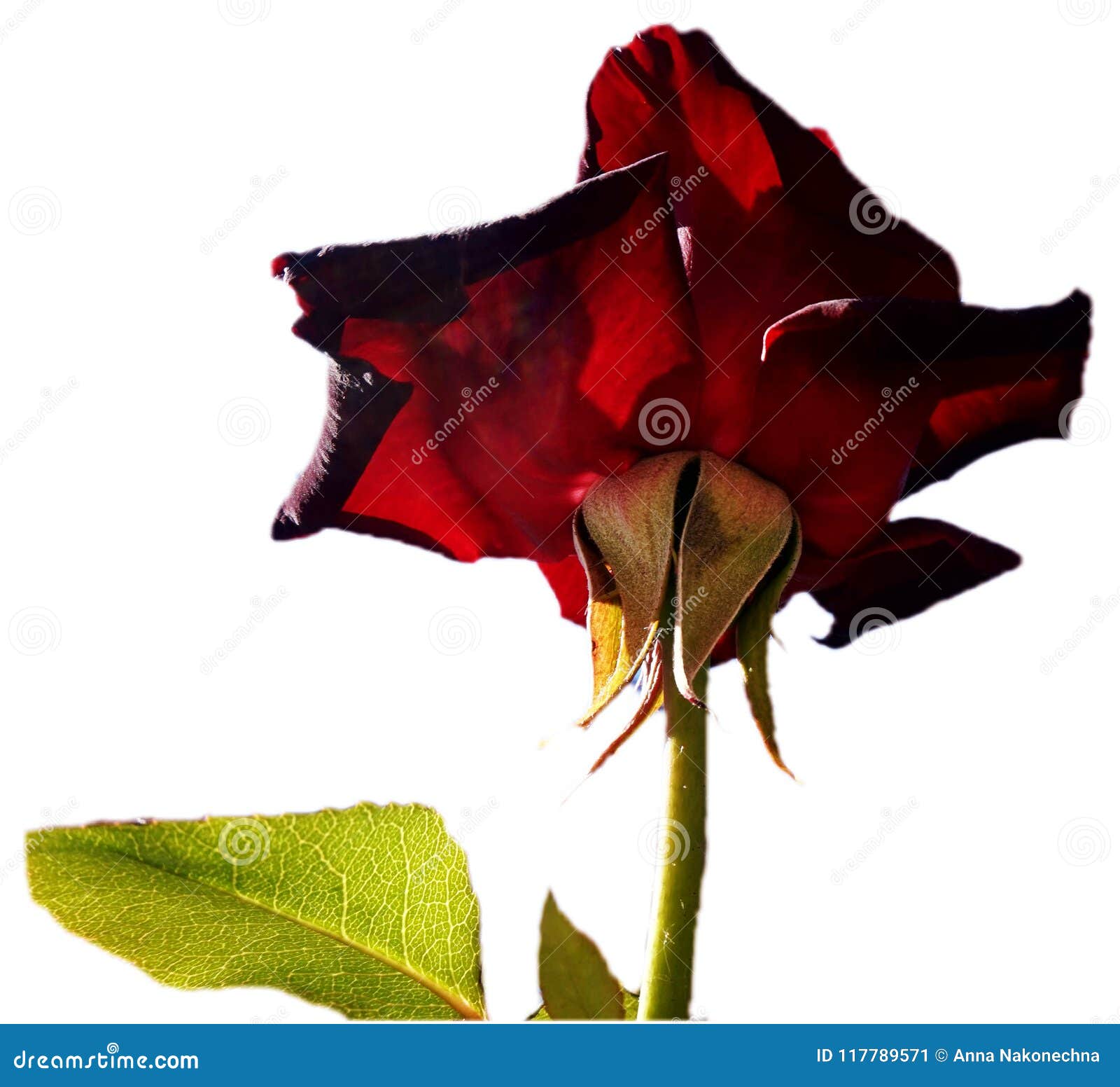 Half-opened Bud of a Dark Red Rose on a White Background Stock Image ...