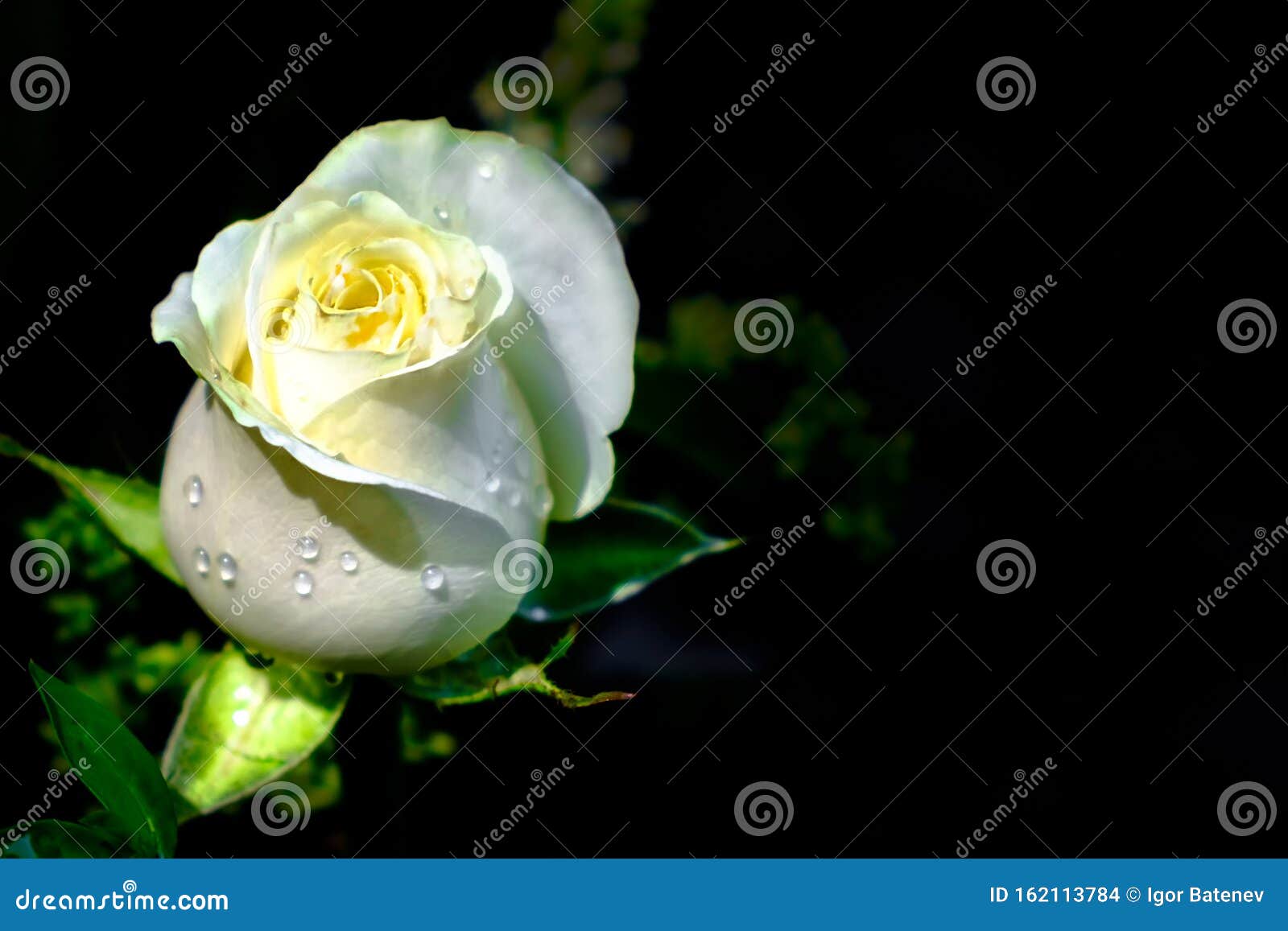 White rose bud close-up. stock photo. Image of floral - 162113784