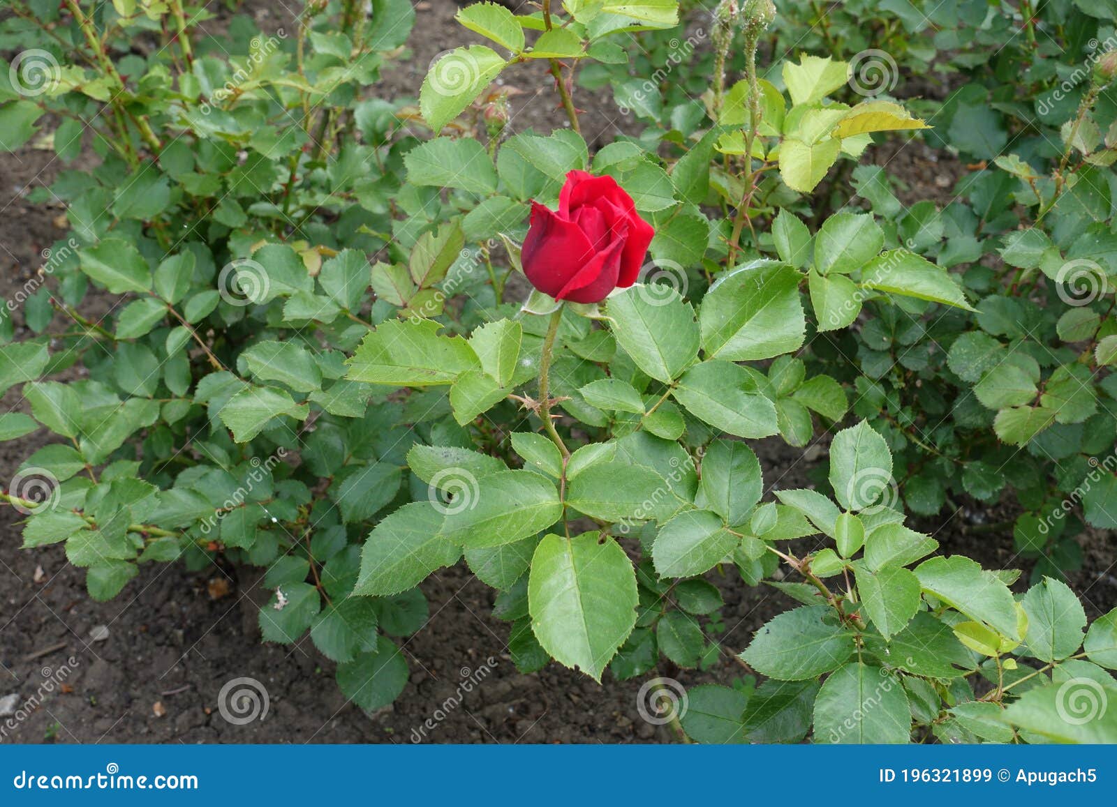 Half-opened Flower of Red Rose in the Garden in May Stock Image - Image ...
