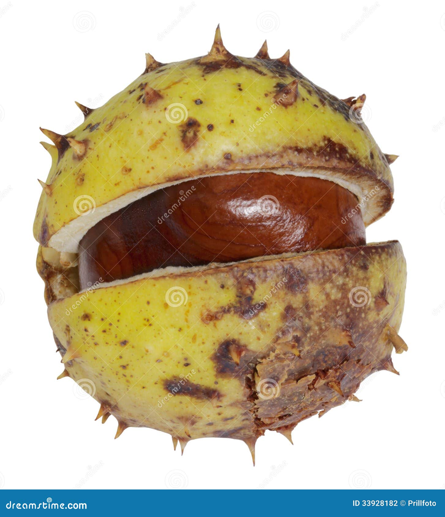 Half opened horse chestnut stock photo. Image of crop - 33928182