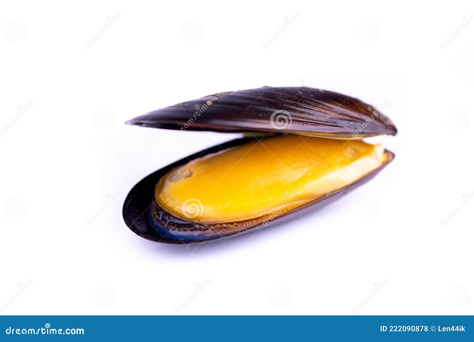 Half-opened Mussel Shell Fish on White Background Stock Photo - Image ...