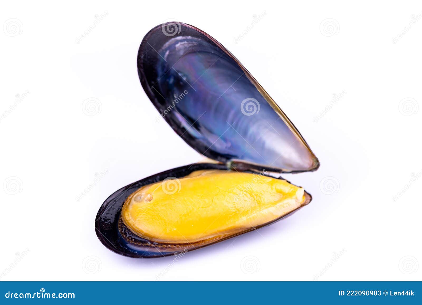 Half-opened Mussel Shell Fish on White Background Stock Image - Image ...