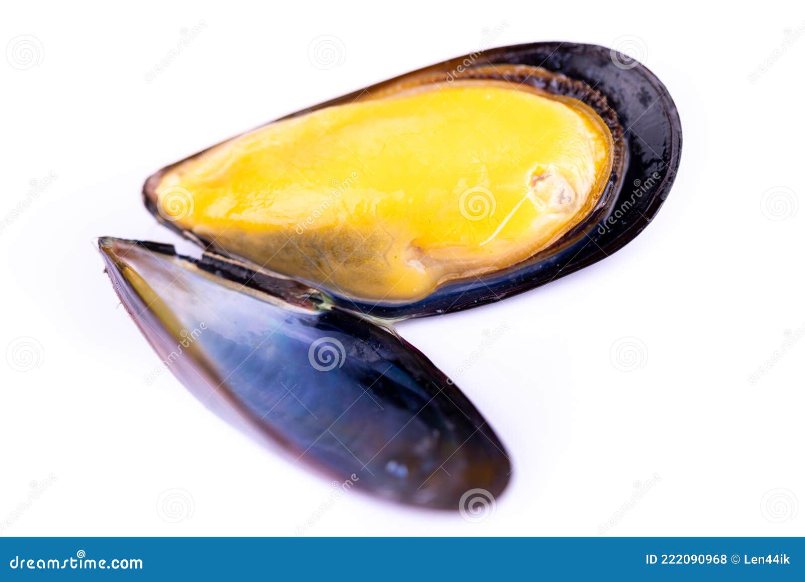 Half-opened Mussel Shell Fish on White Background Stock Photo - Image ...