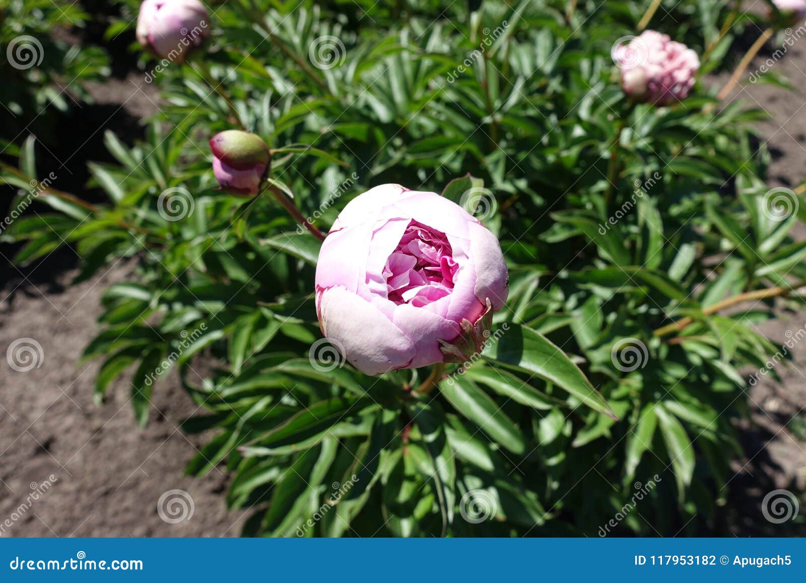 Half-opened Pink Flower Bud of Double Peony Stock Photo - Image of ...