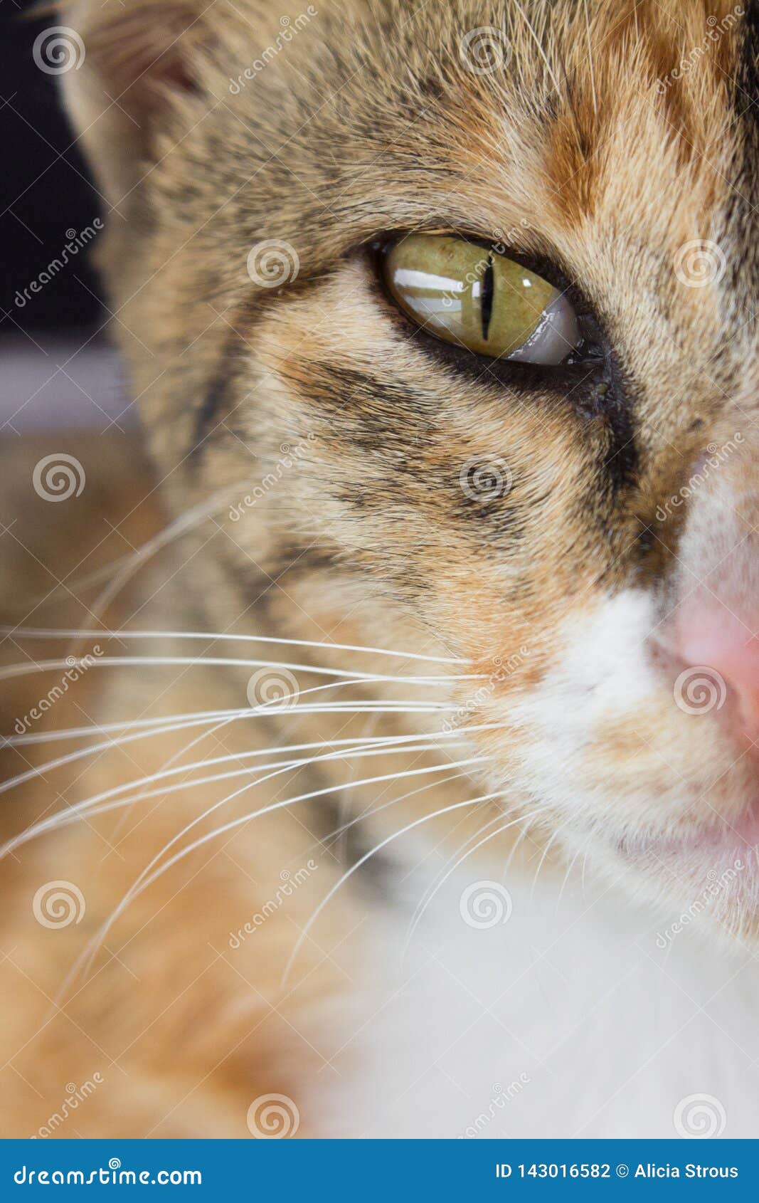 Half Portrait of a Tortoiseshell Cat Face Stock Photo - Image of ...