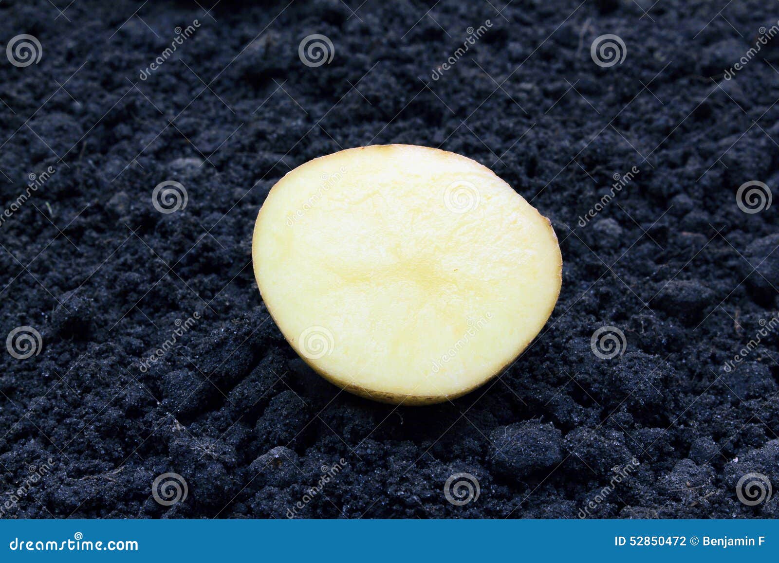 Half potato stock photo. Image of product, braunsfeld - 52850472