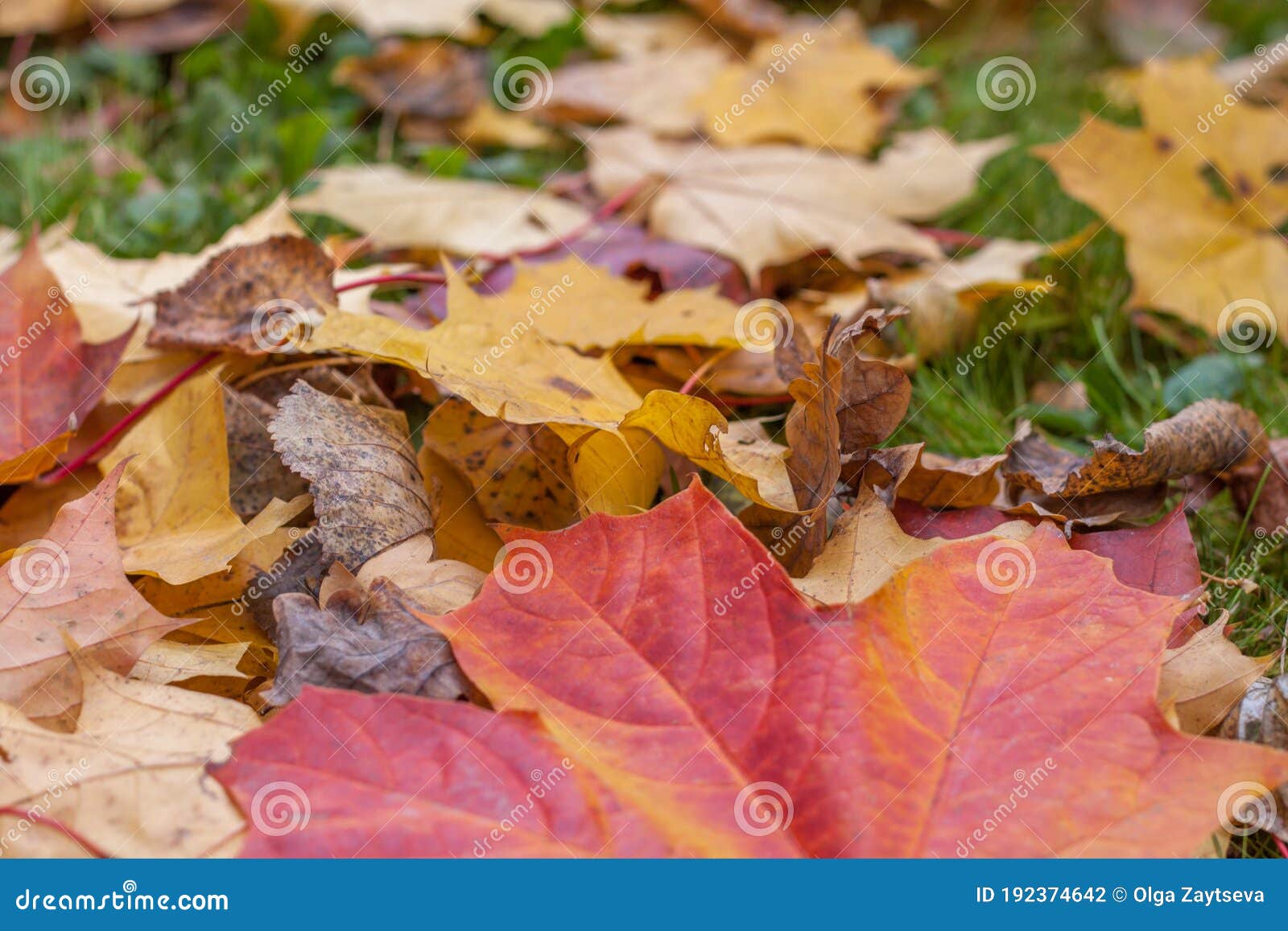 Half a Red Maple Leaf on the Ground Stock Photo - Image of focus, plant ...