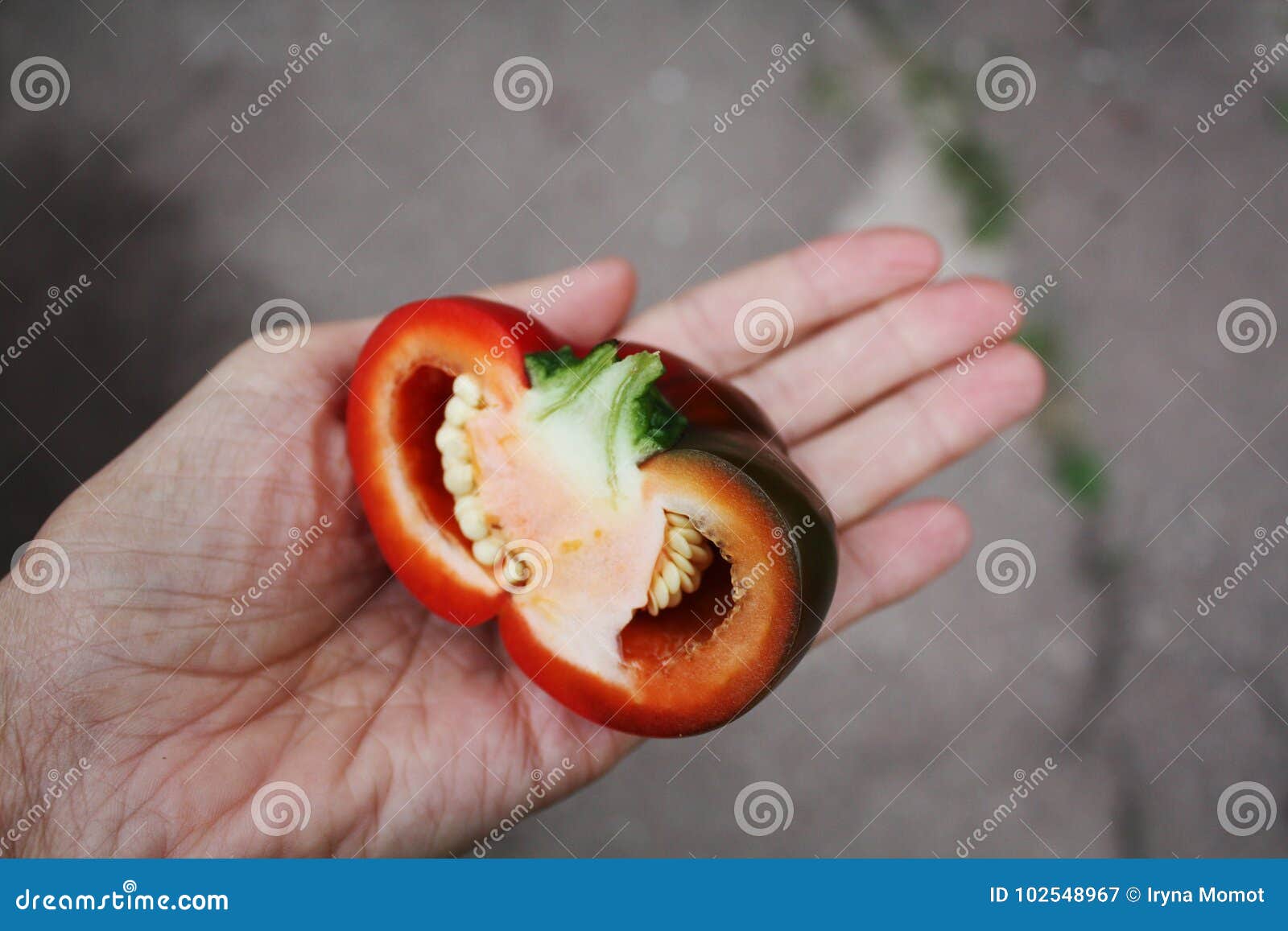 Pepper in hand stock image. Image of vegetable, ripe - 102548967