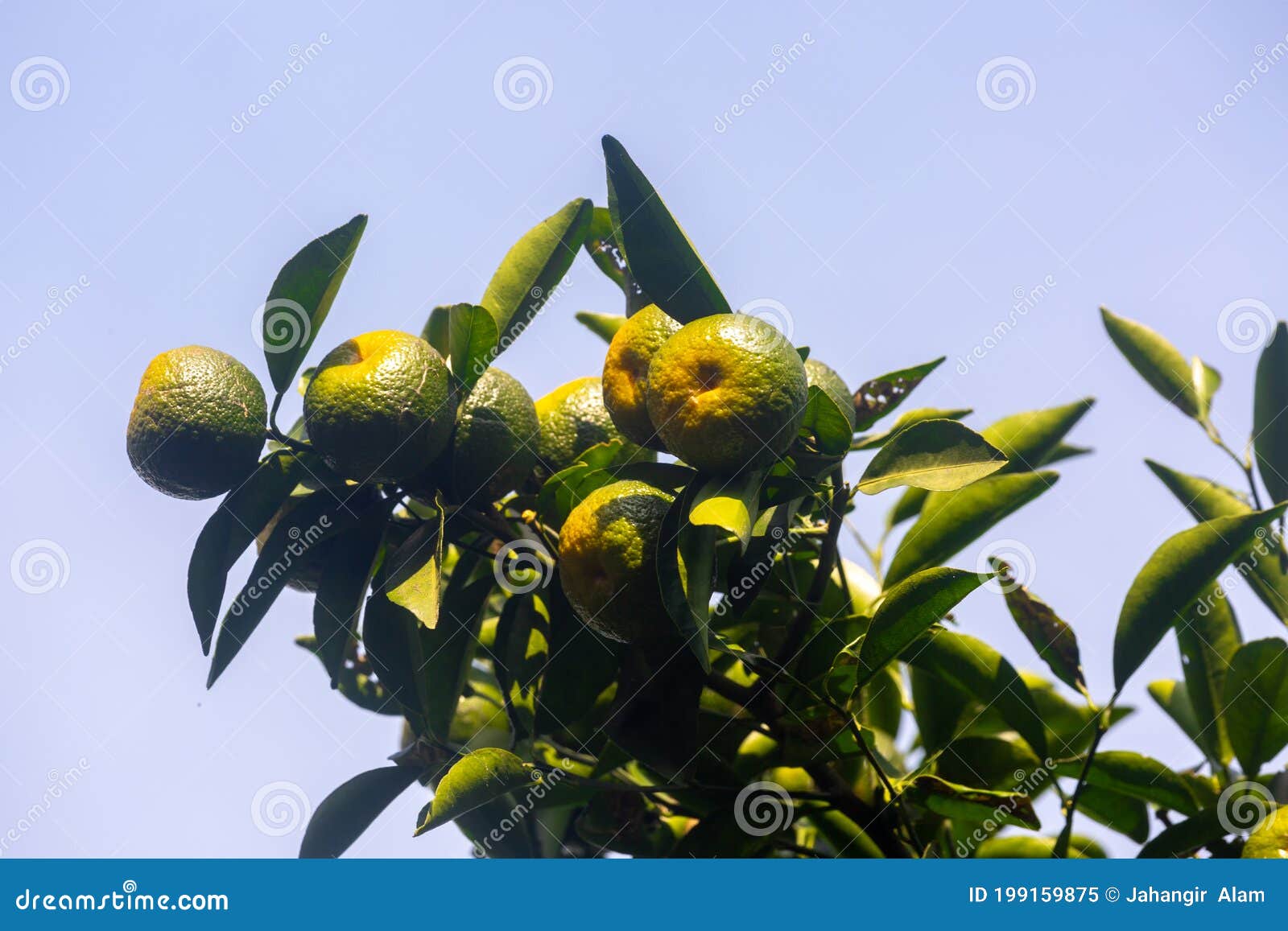 Half Ripe Citrus Fruit Brunch on the Tree Stock Image - Image of ...