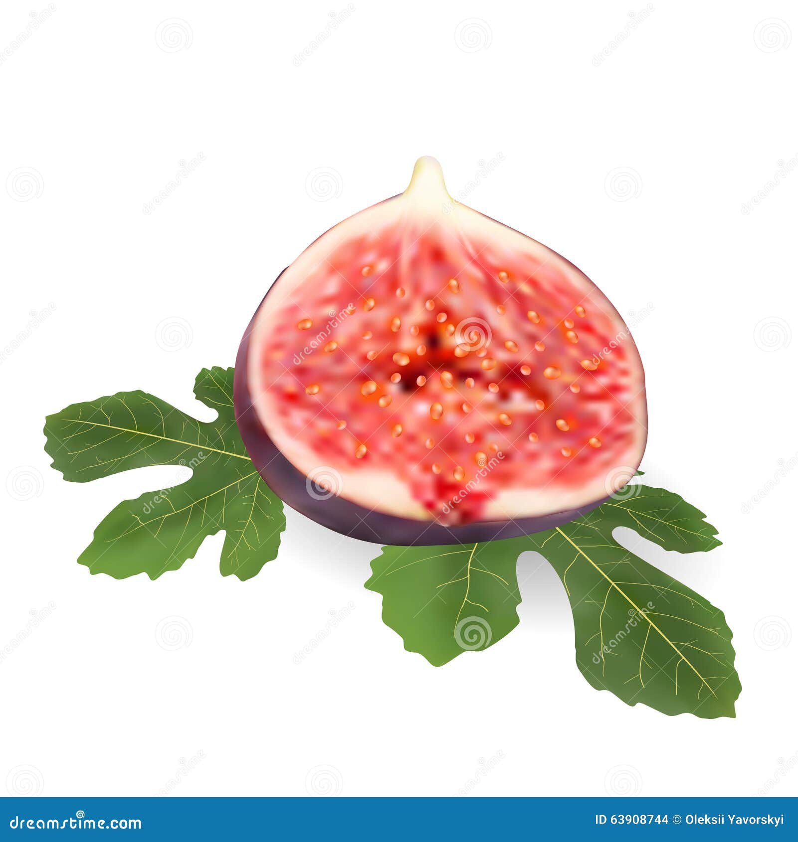 Ripe Figs And Fig Tree Leaves Clipart, Hand Drawn Isolated Illustration ...