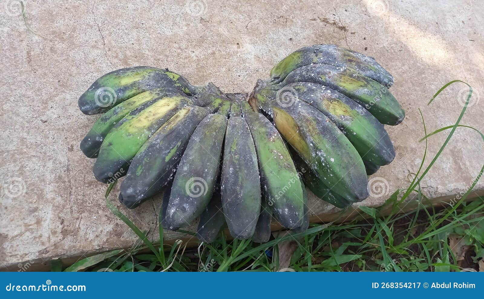 Half-ripe Kepok Bananas are Still Partially Yellow Stock Image - Image ...