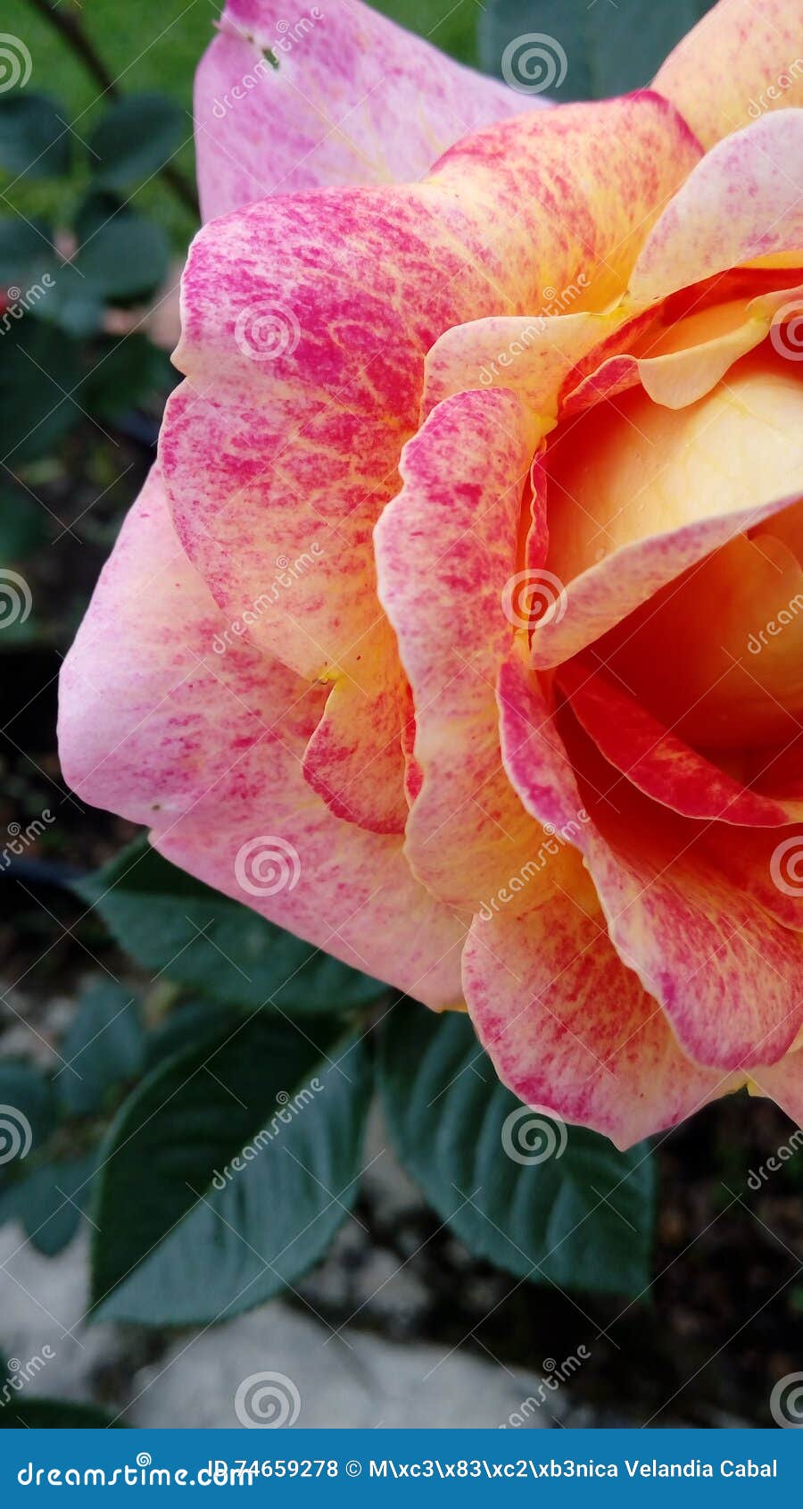 Half rose stock photo. Image of nature, rose, colombia - 74659278