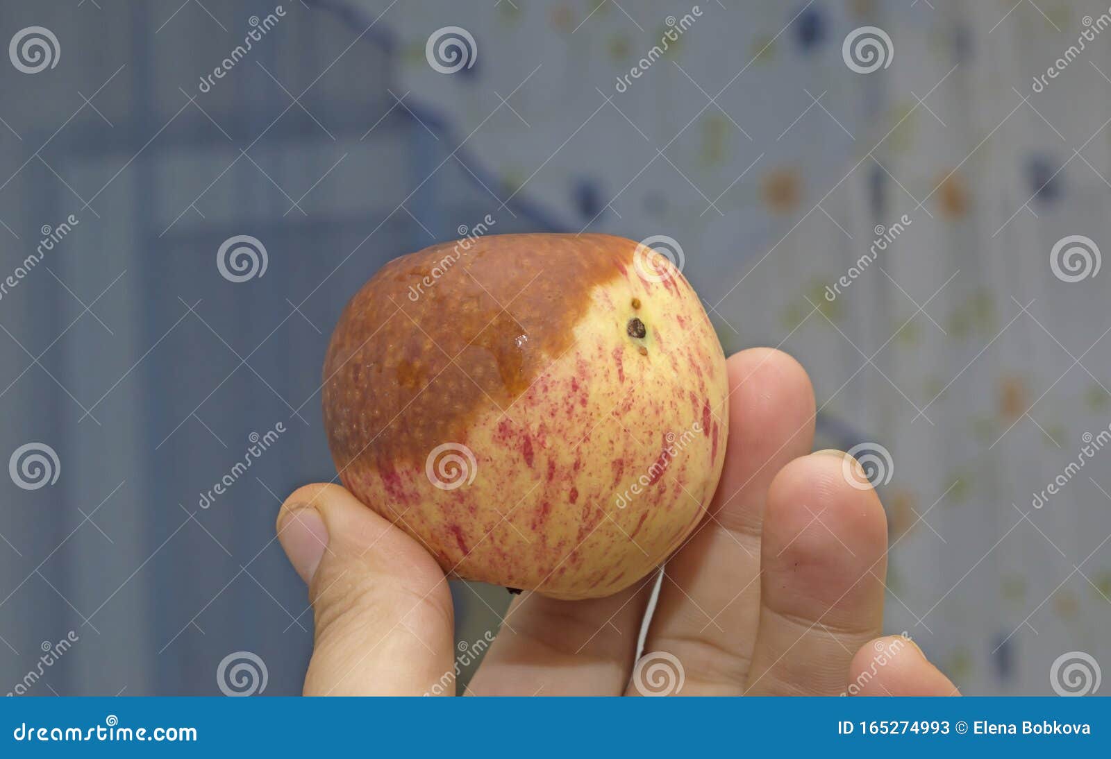 Half-rotten Apple in Hand, Concept Stock Image - Image of fresh, wooden ...
