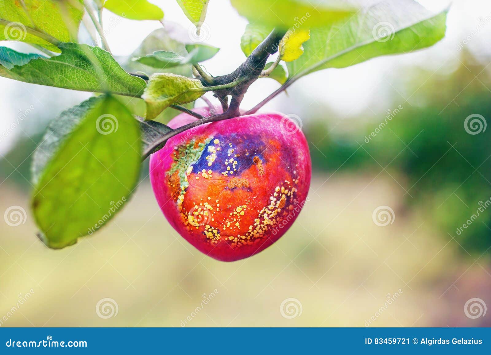 Half-rotten red apple stock image. Image of agriculture - 83459721